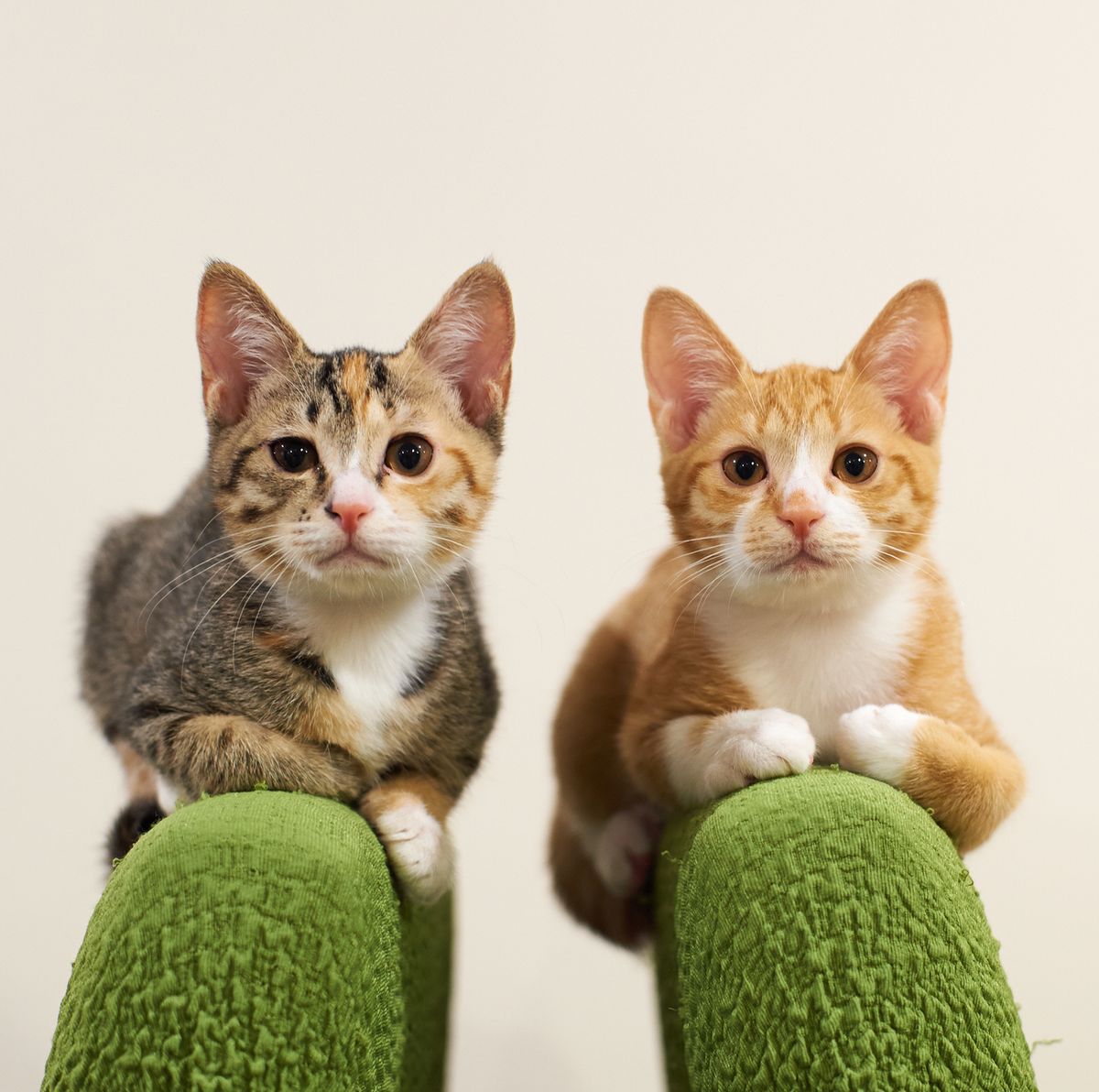 Gemeente zoekt investeerder voor nieuwbouw dierenasiel · Omroep Almere